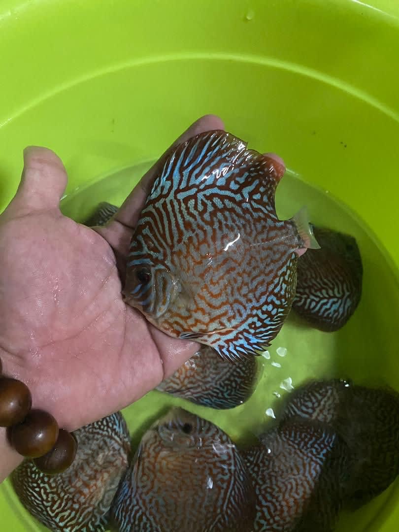 Maze Turquoise 7/8cm BO - OzDiscus