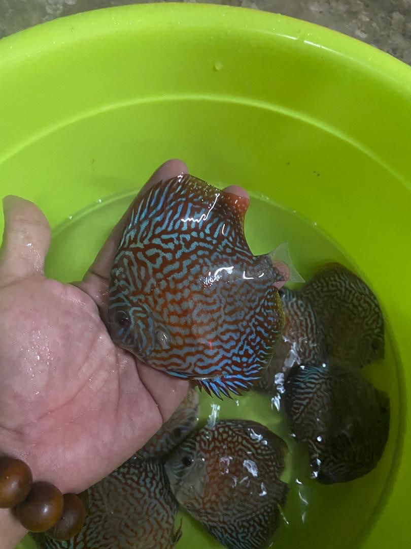 Maze Turquoise 7/8cm BO - OzDiscus