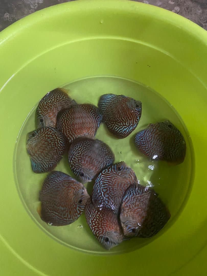 Maze Turquoise 7/8cm BO - OzDiscus