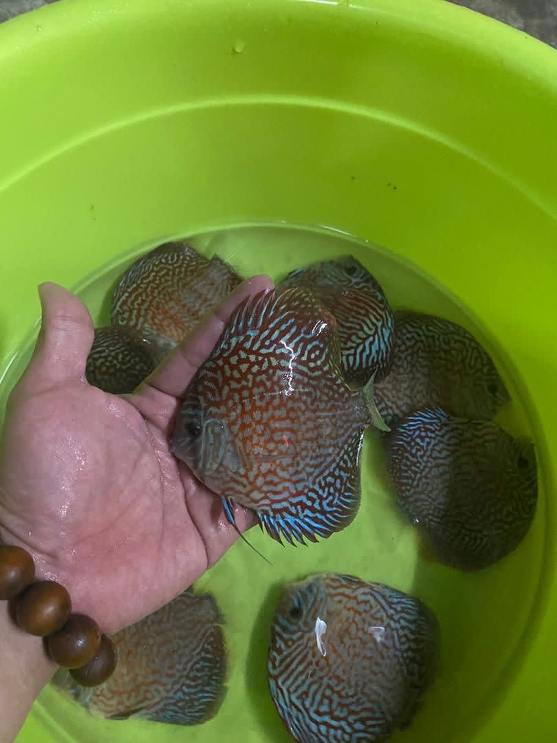 Maze Turquoise 7/8cm BO - OzDiscus