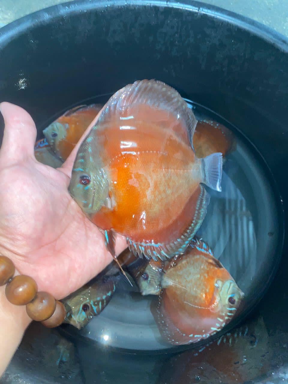 Alenquer X Catana 10/11cm BO - OzDiscus