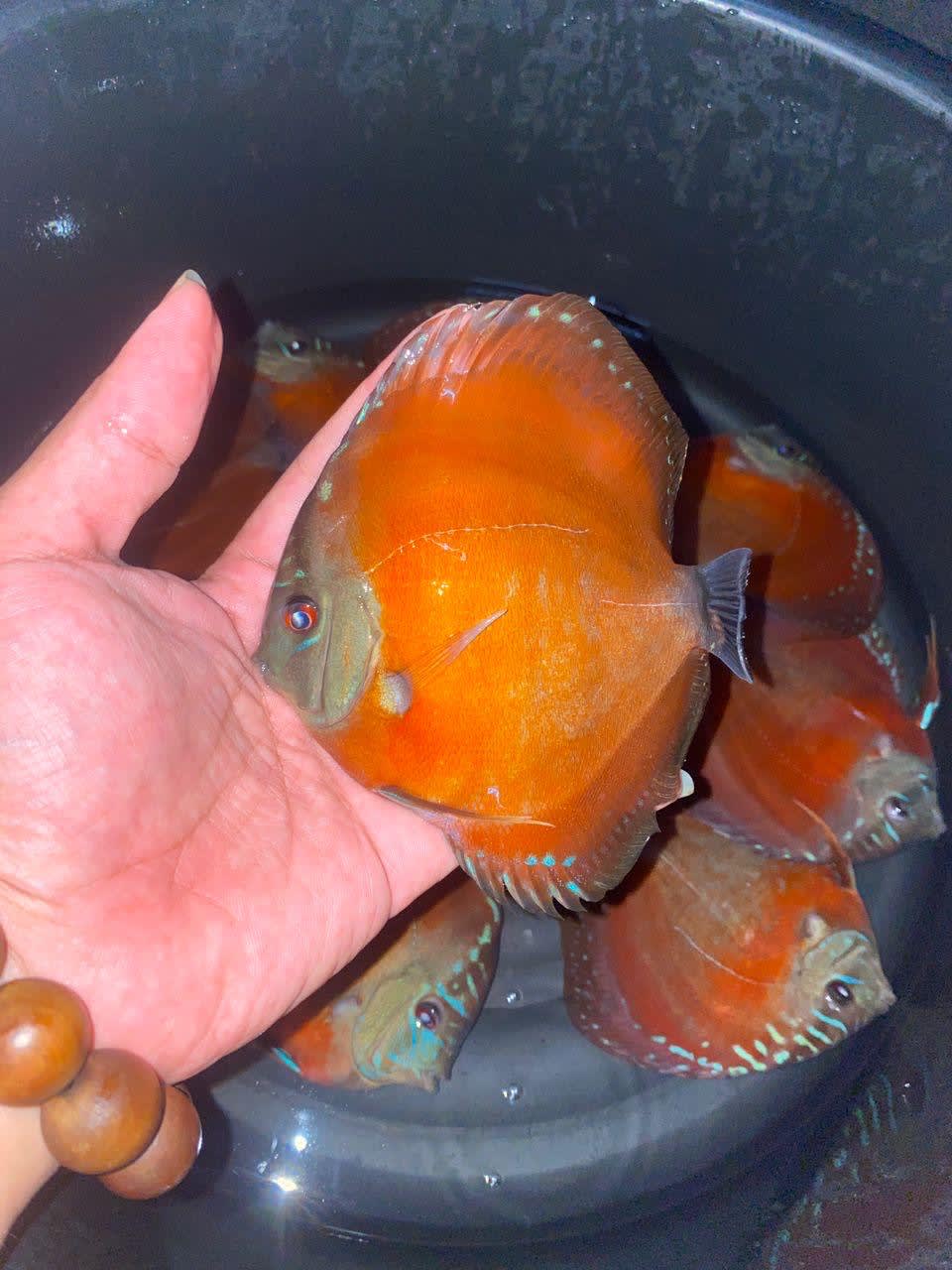 Alenquer X Catana 10/11cm BO - OzDiscus