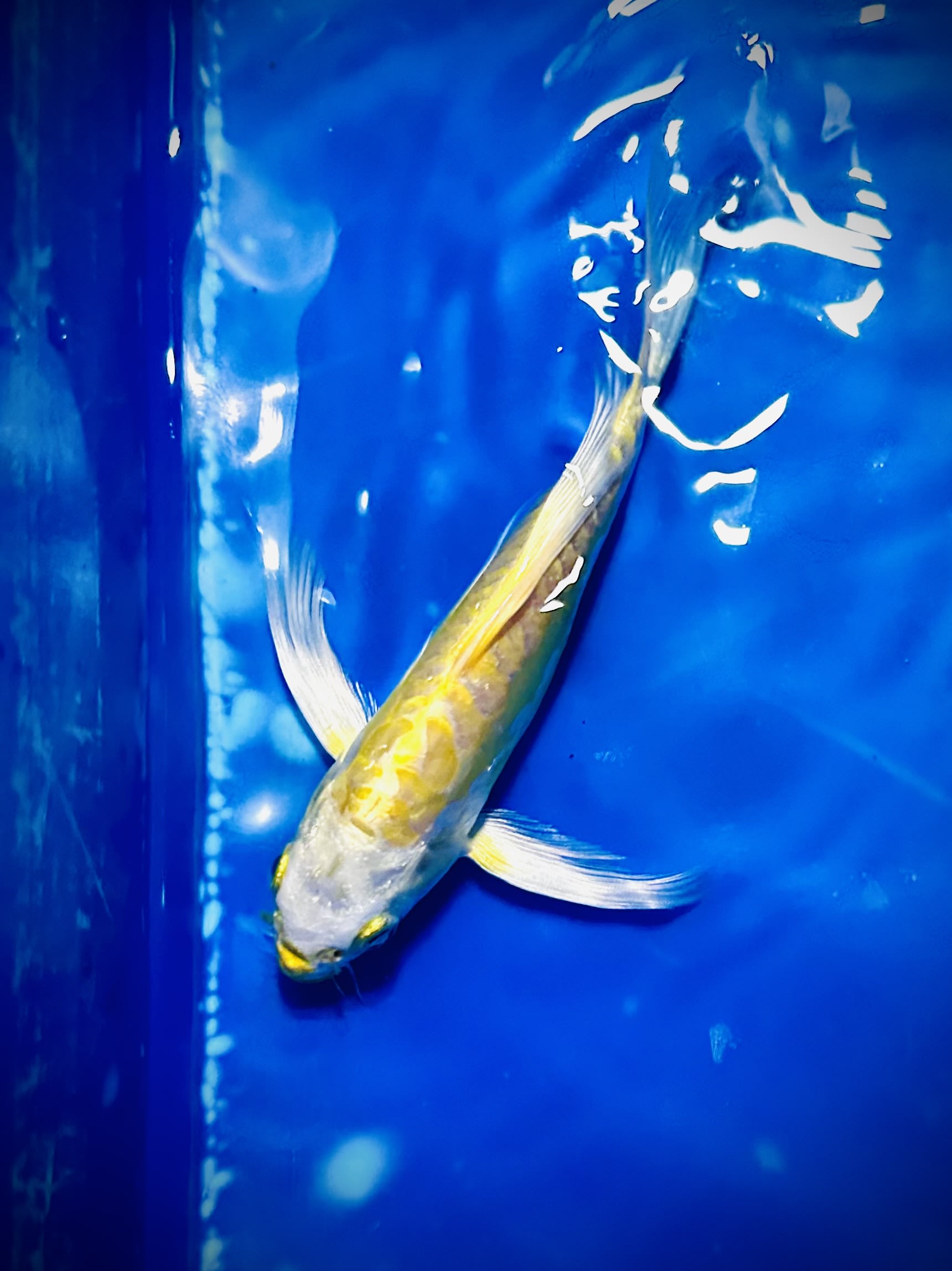 Doitsu Butterfly Ogon 15cm KOI - OzDiscus
