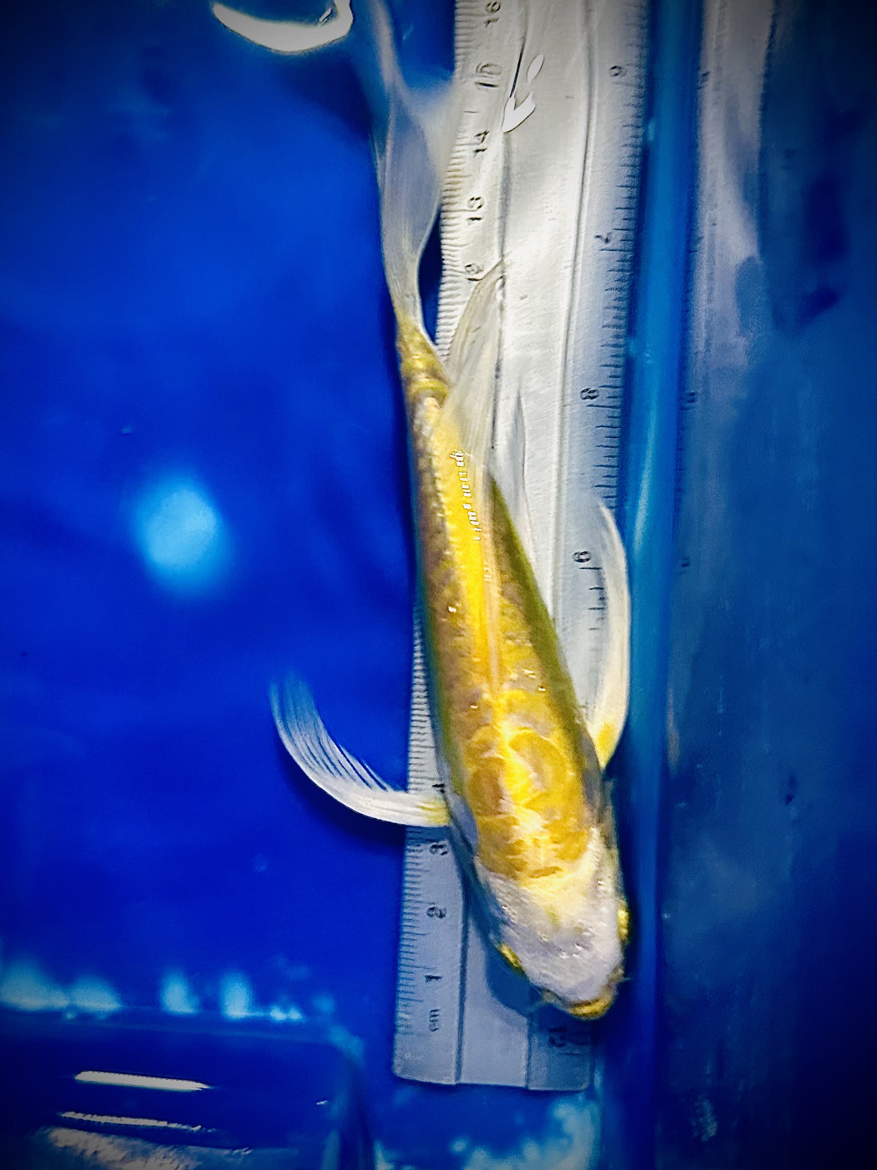 Doitsu Butterfly Ogon 15cm KOI - OzDiscus