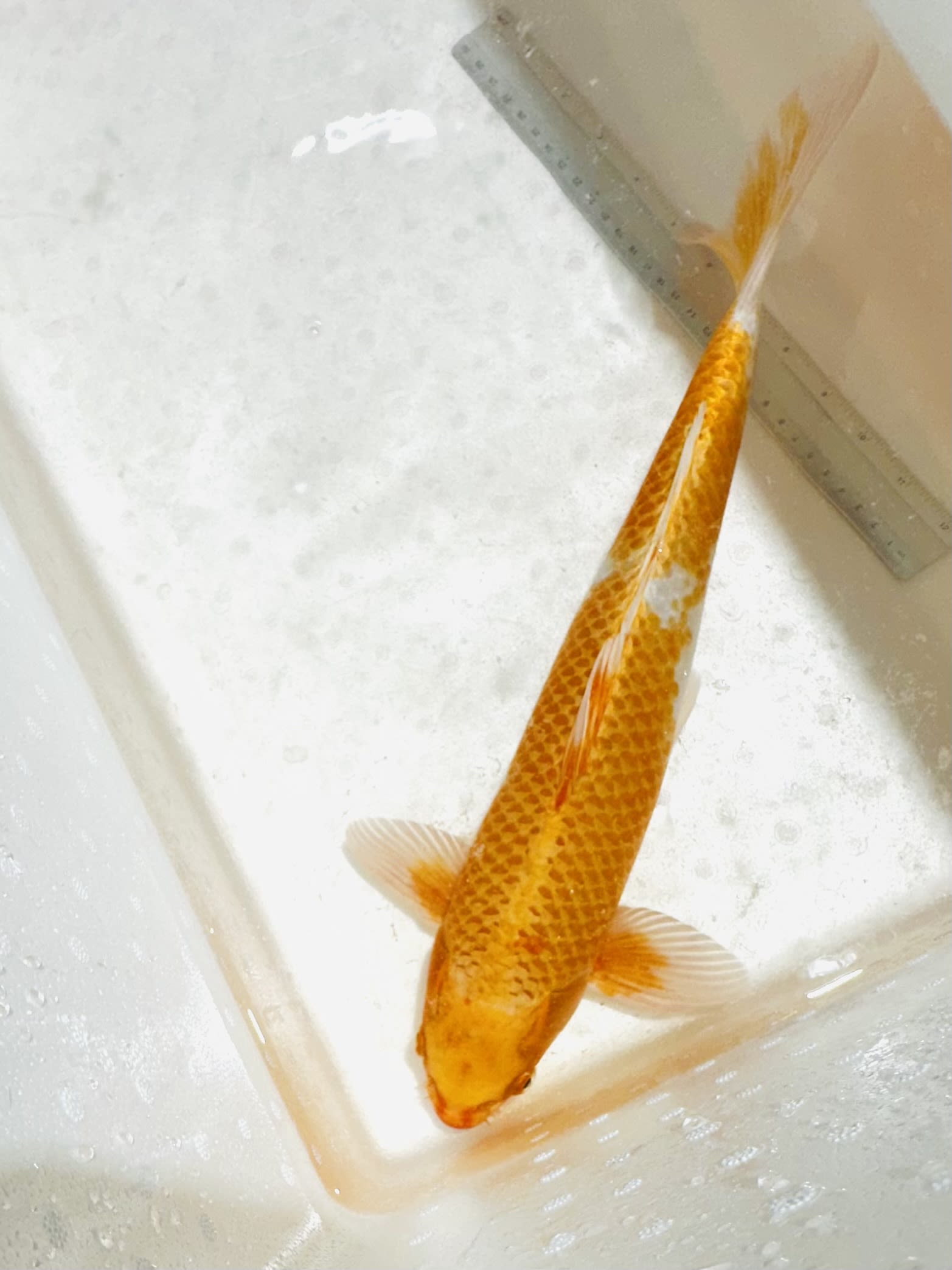 Yamabuki Orange Ogon 40-45 KOI - OzDiscus