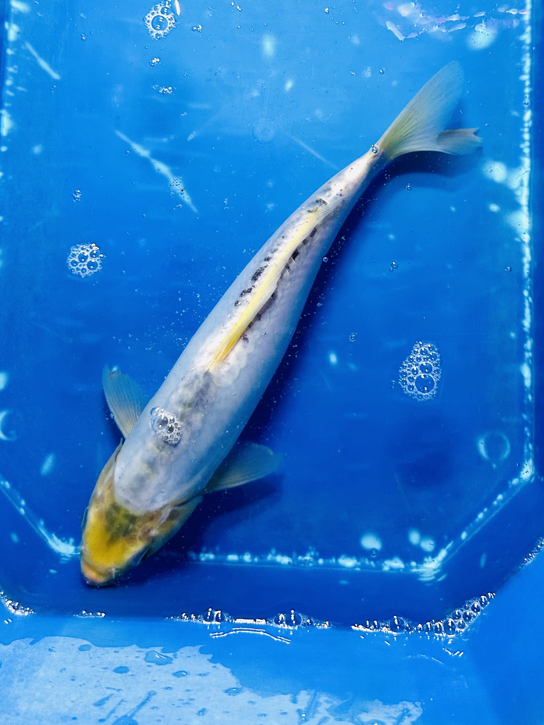 Blue Shusui scaleless 35cm KOI - OzDiscus