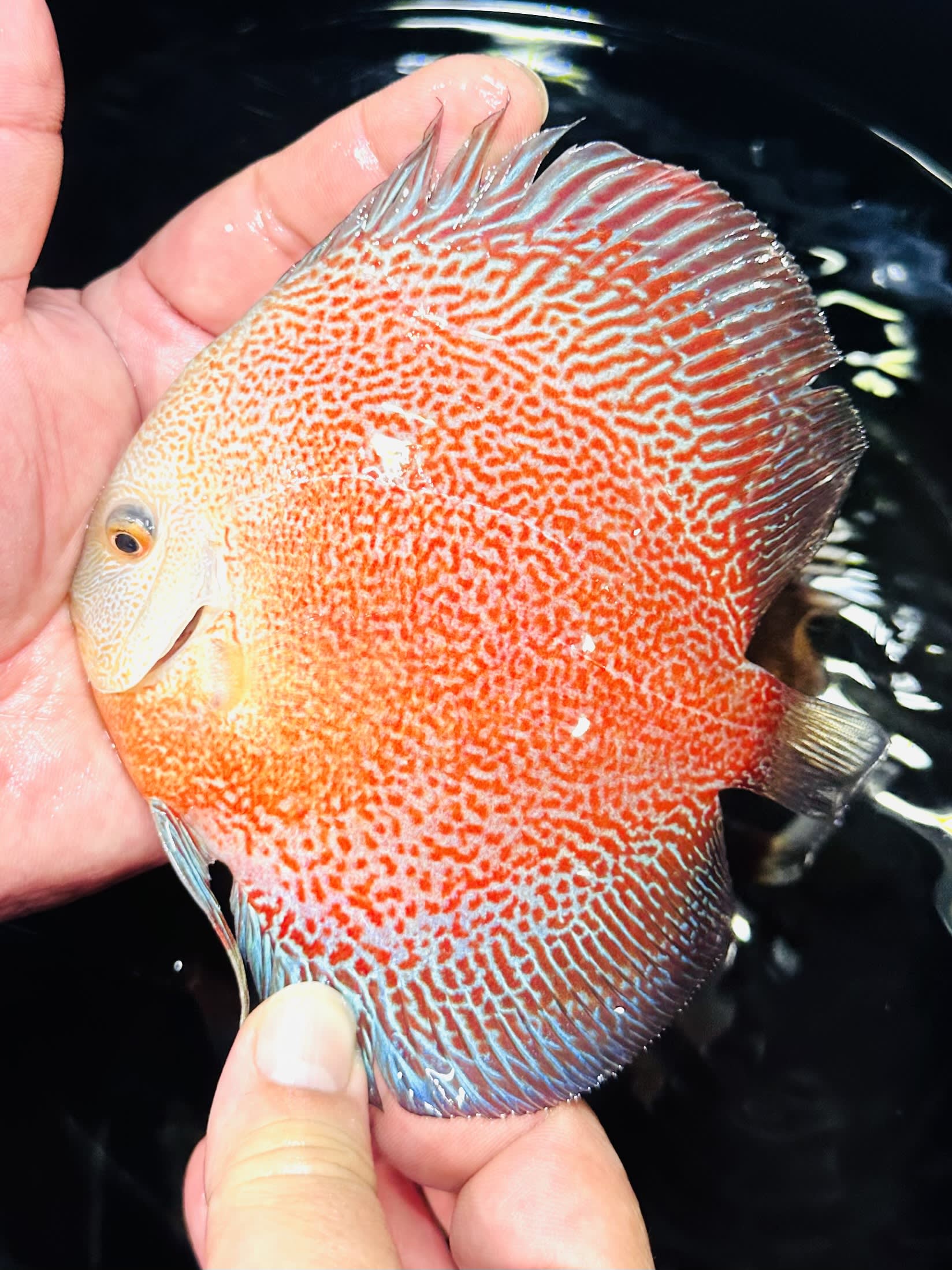 Snow Panthera 11/12cm BO - OzDiscus