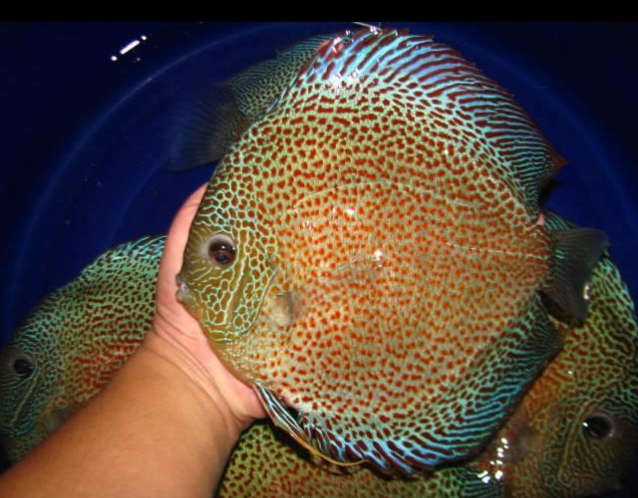 Ricky Discus - OzDiscus
