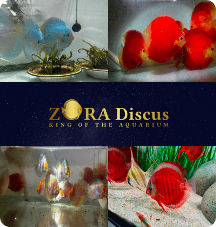 Zora Discus - OzDiscus