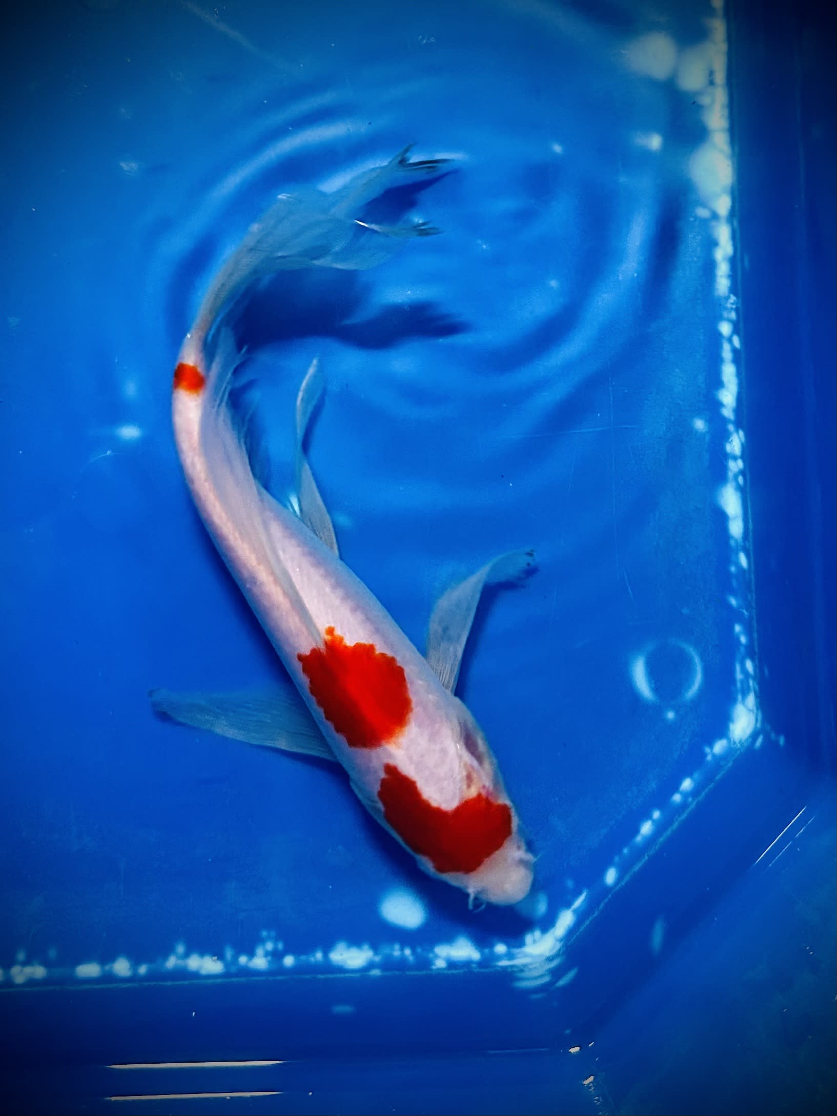 Butterfly KOI 20-25cm KOI - OzDiscus