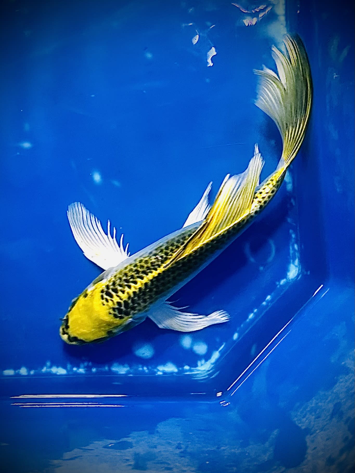 Butterfly KOI 20-25cm KOI - OzDiscus