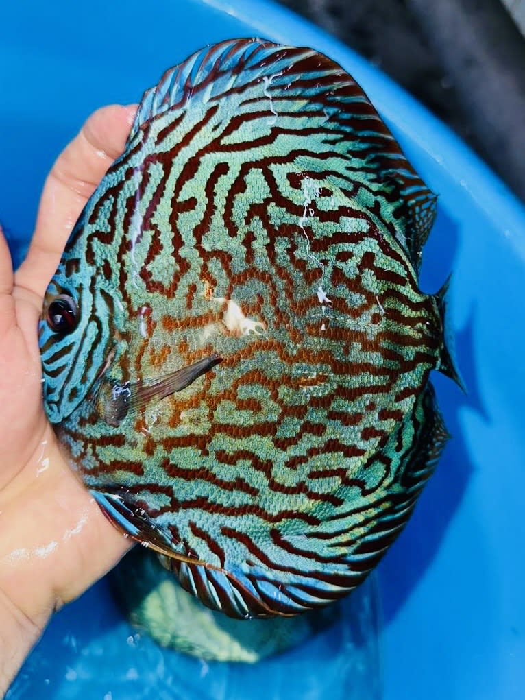 Galaxy Turquoise 14cm BO - OzDiscus