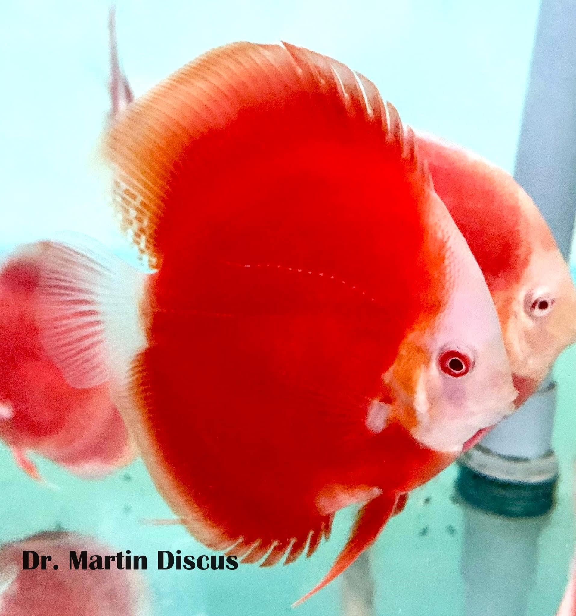 Albino Fire Ruby 8/9cm BO - OzDiscus