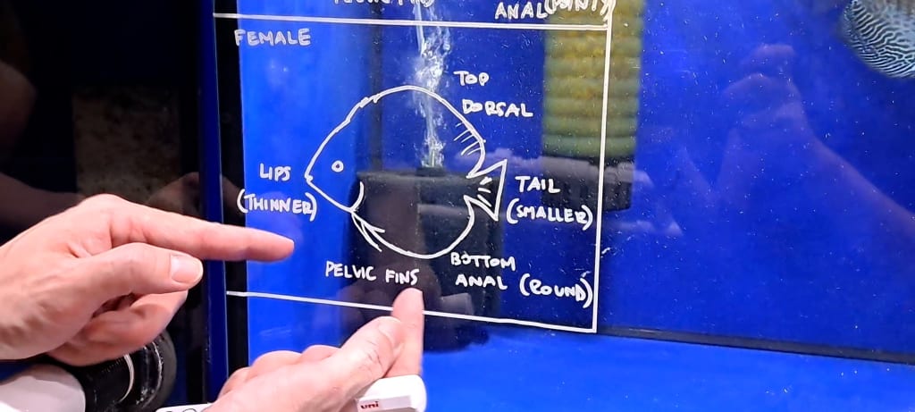 How to sex Discus - OzDiscus