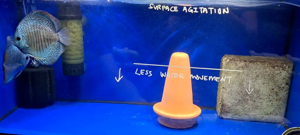 How to set up a breeding tank - OzDiscus