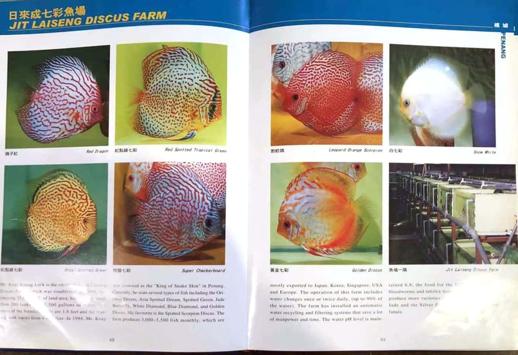 JIT Laiseng Discus Farm - OzDiscus