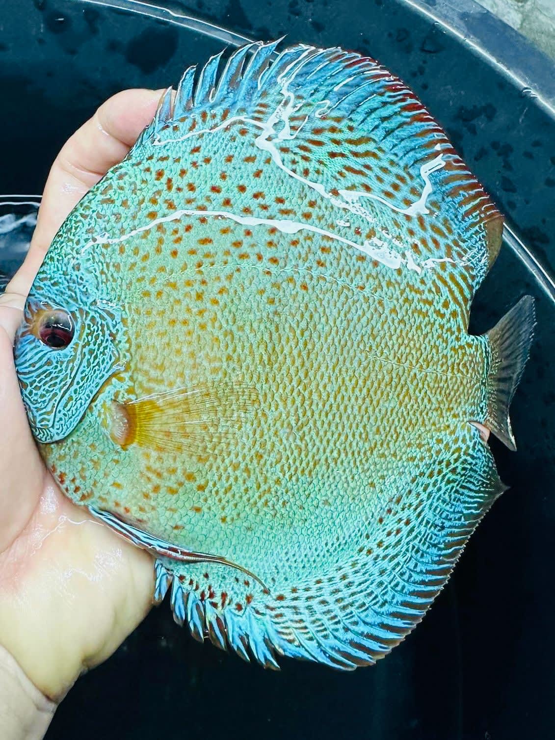Shop All Discus - OzDiscus