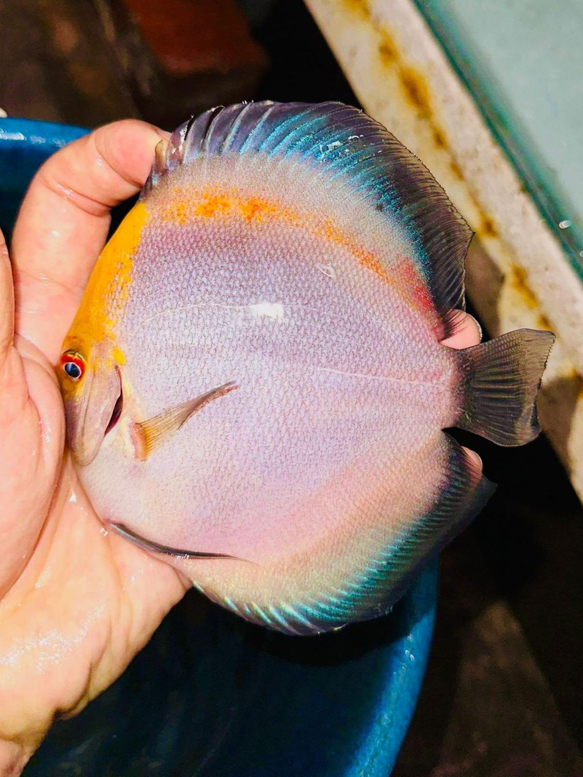 Shop All Discus - OzDiscus