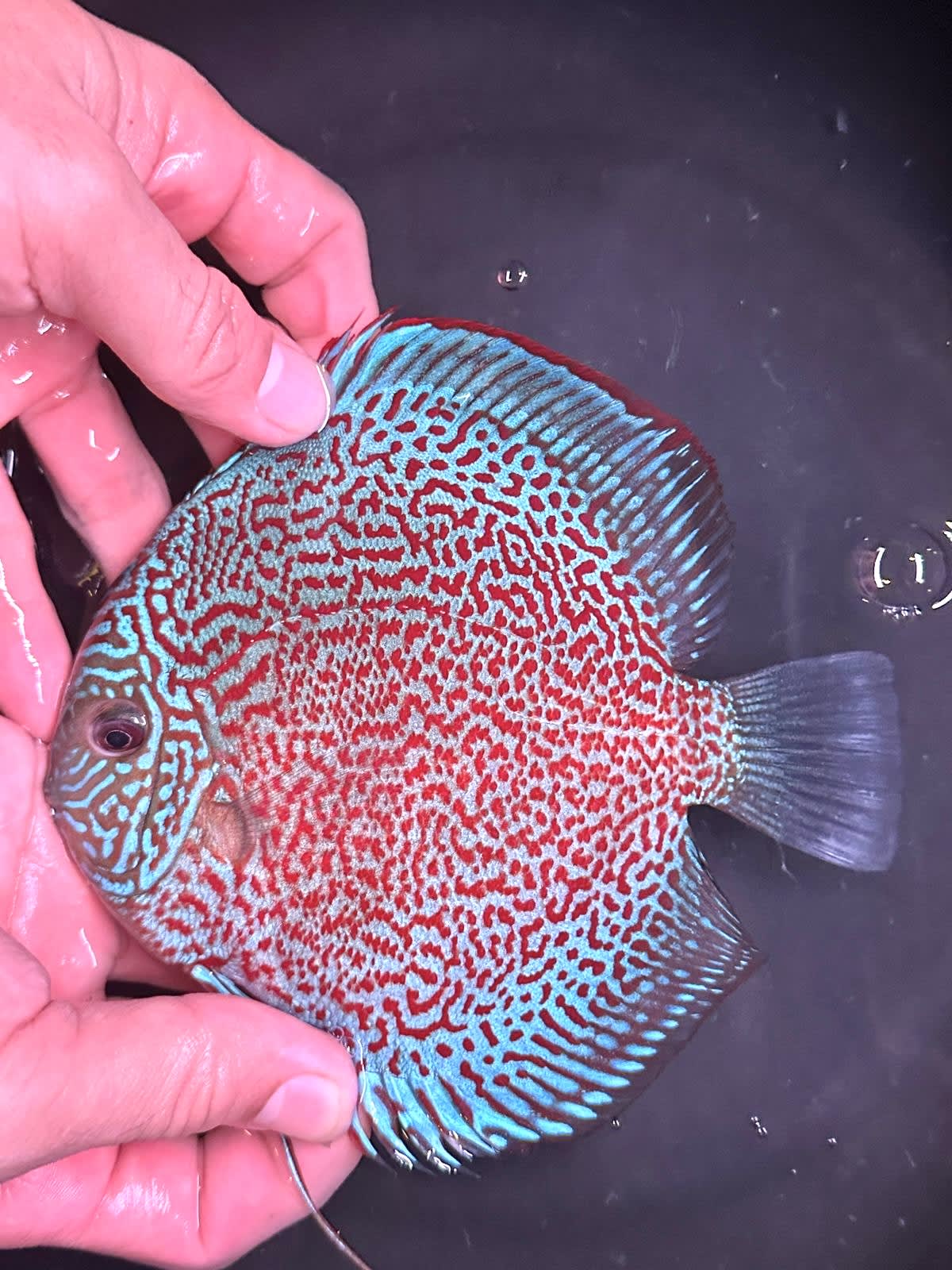 Shop All Discus - OzDiscus