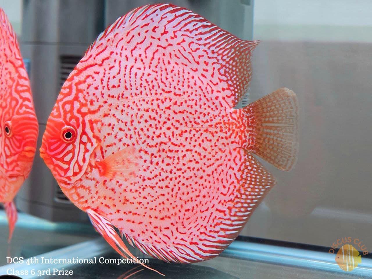 Premium Pet Fish Imports - OzDiscus