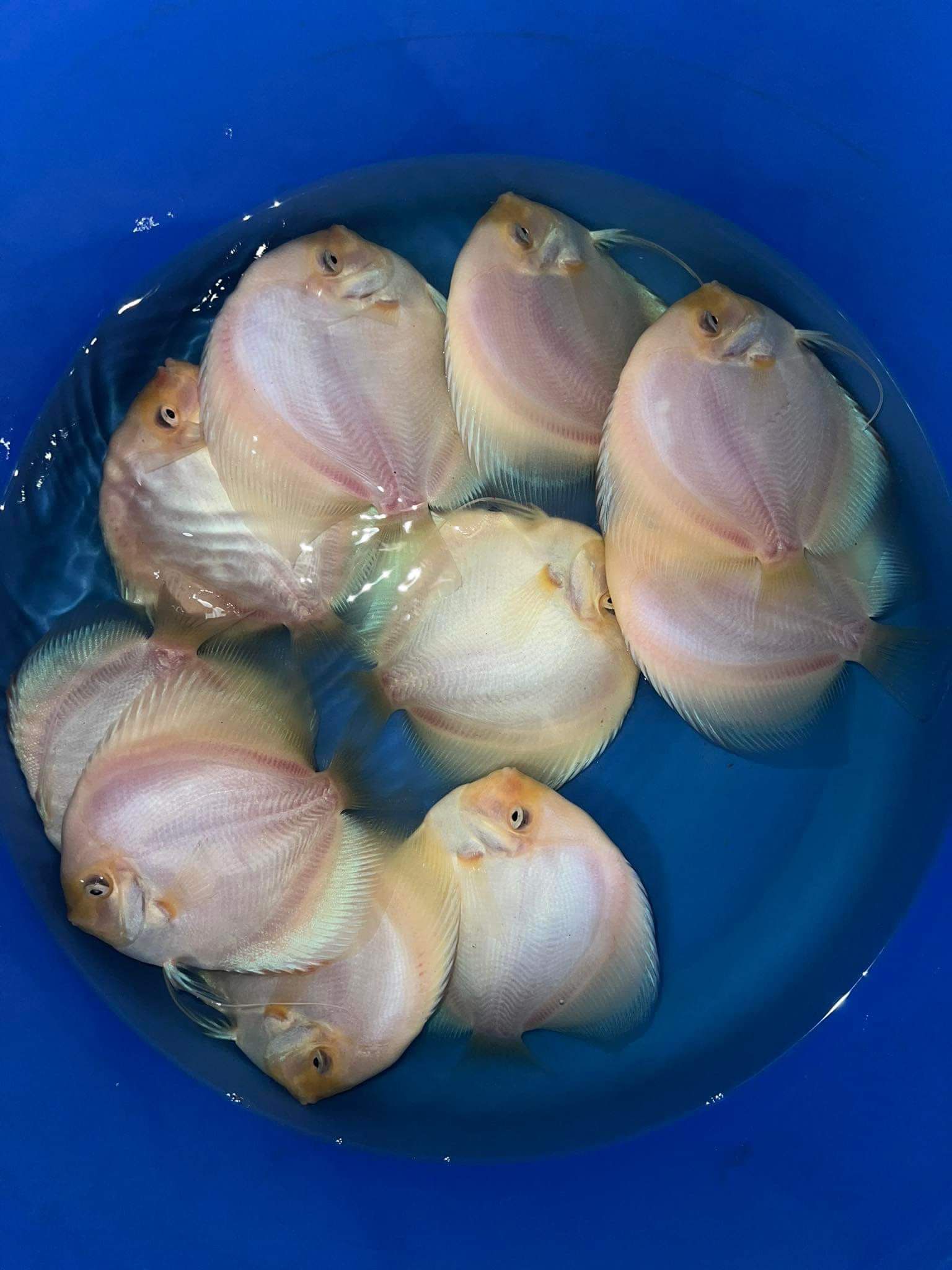 Shop All Discus - OzDiscus