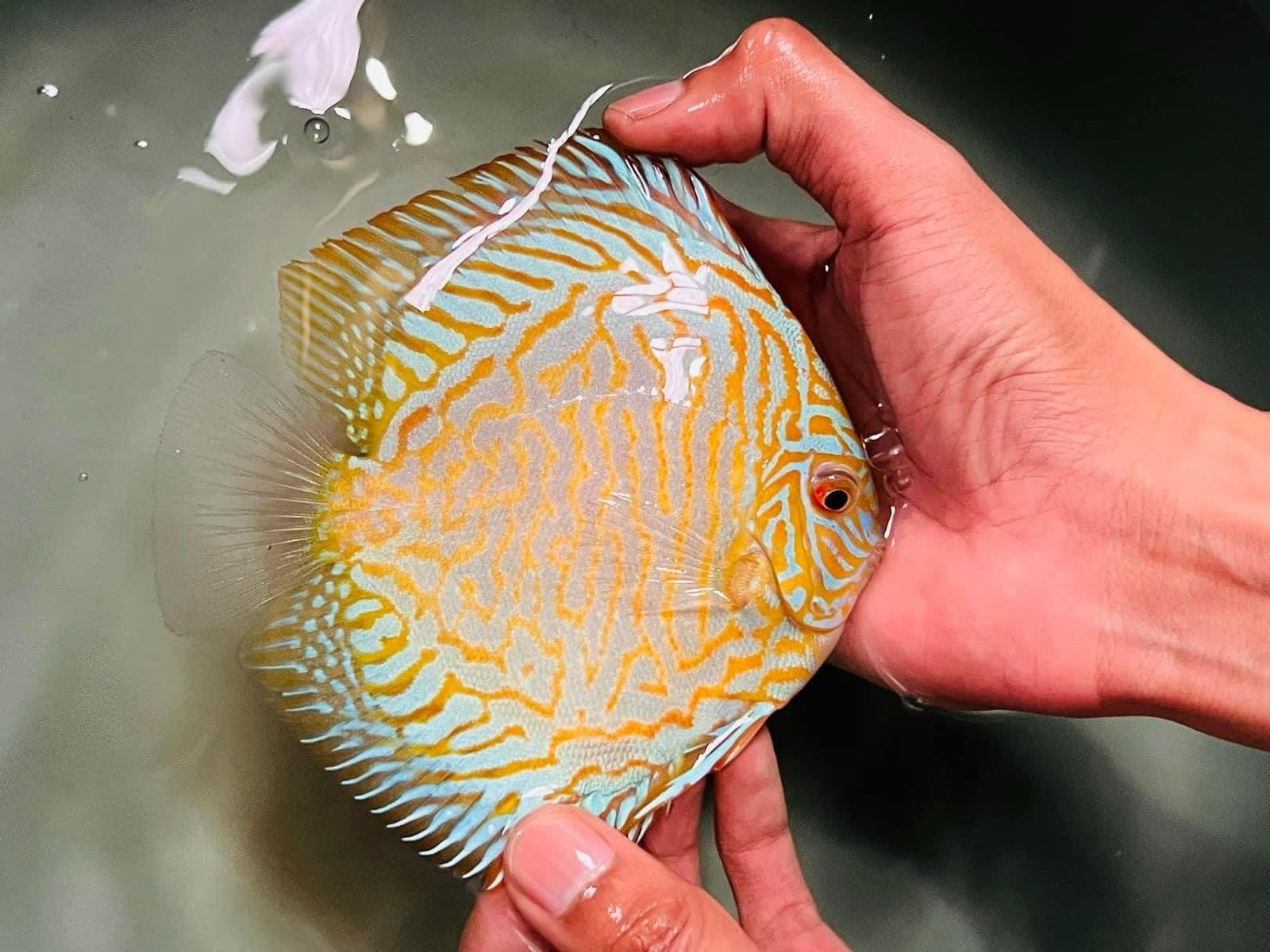 Shop All Discus - OzDiscus