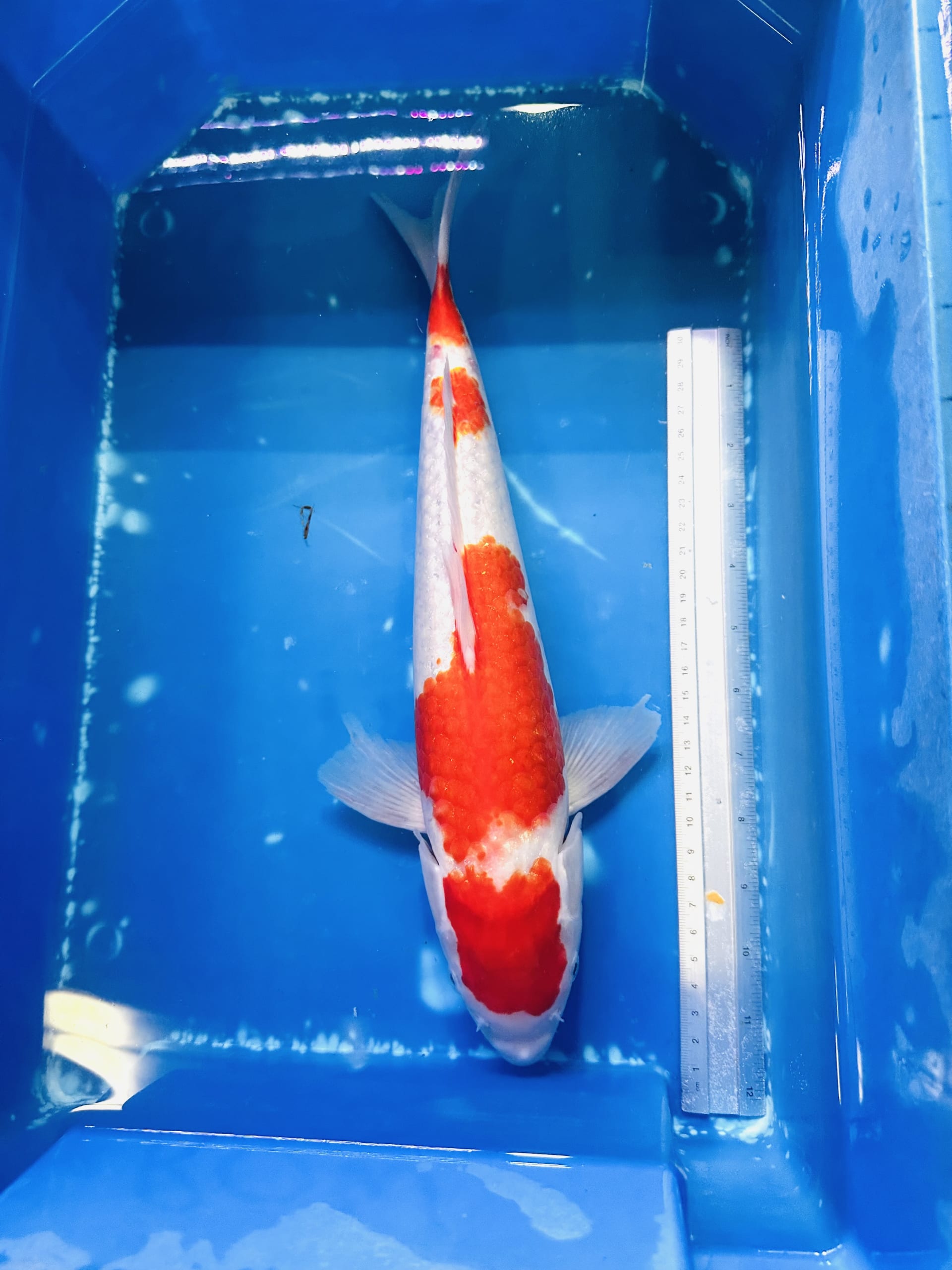 Ginrin Kohaku 30-35cm KOI - OzDiscus