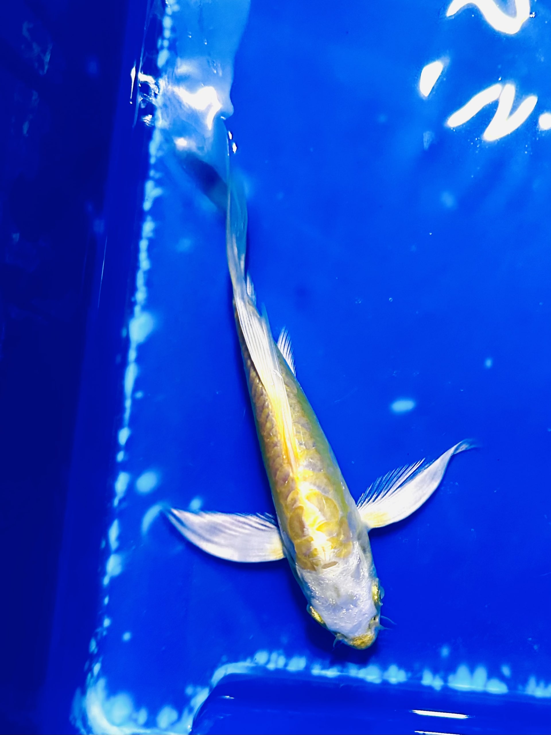 Doitsu Butterfly Ogon 15cm KOI - OzDiscus