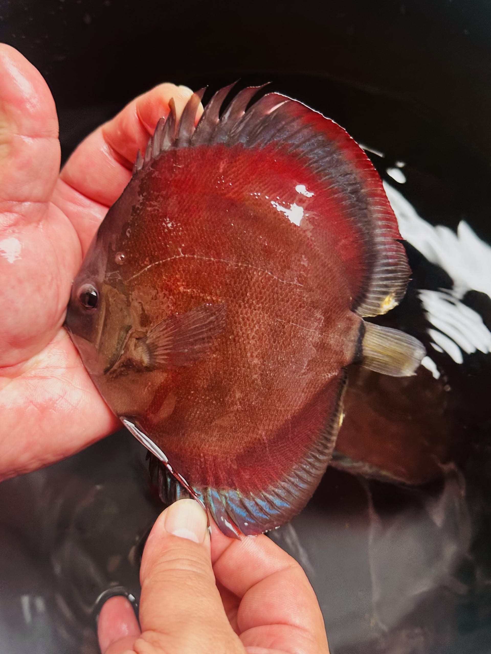 Red San Merah 11/12cm BO - OzDiscus