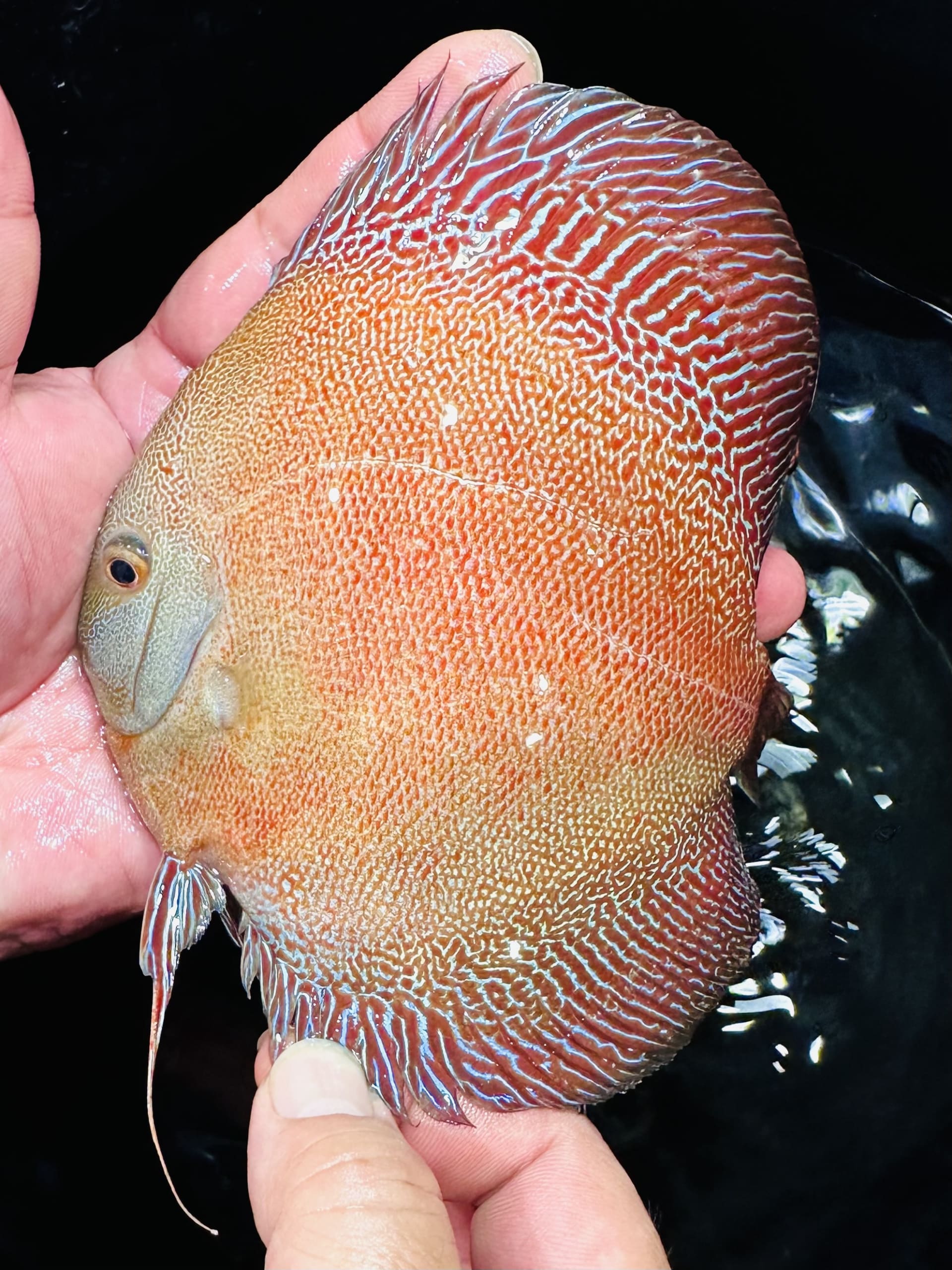 Snow Panthera 11/12cm BO - OzDiscus