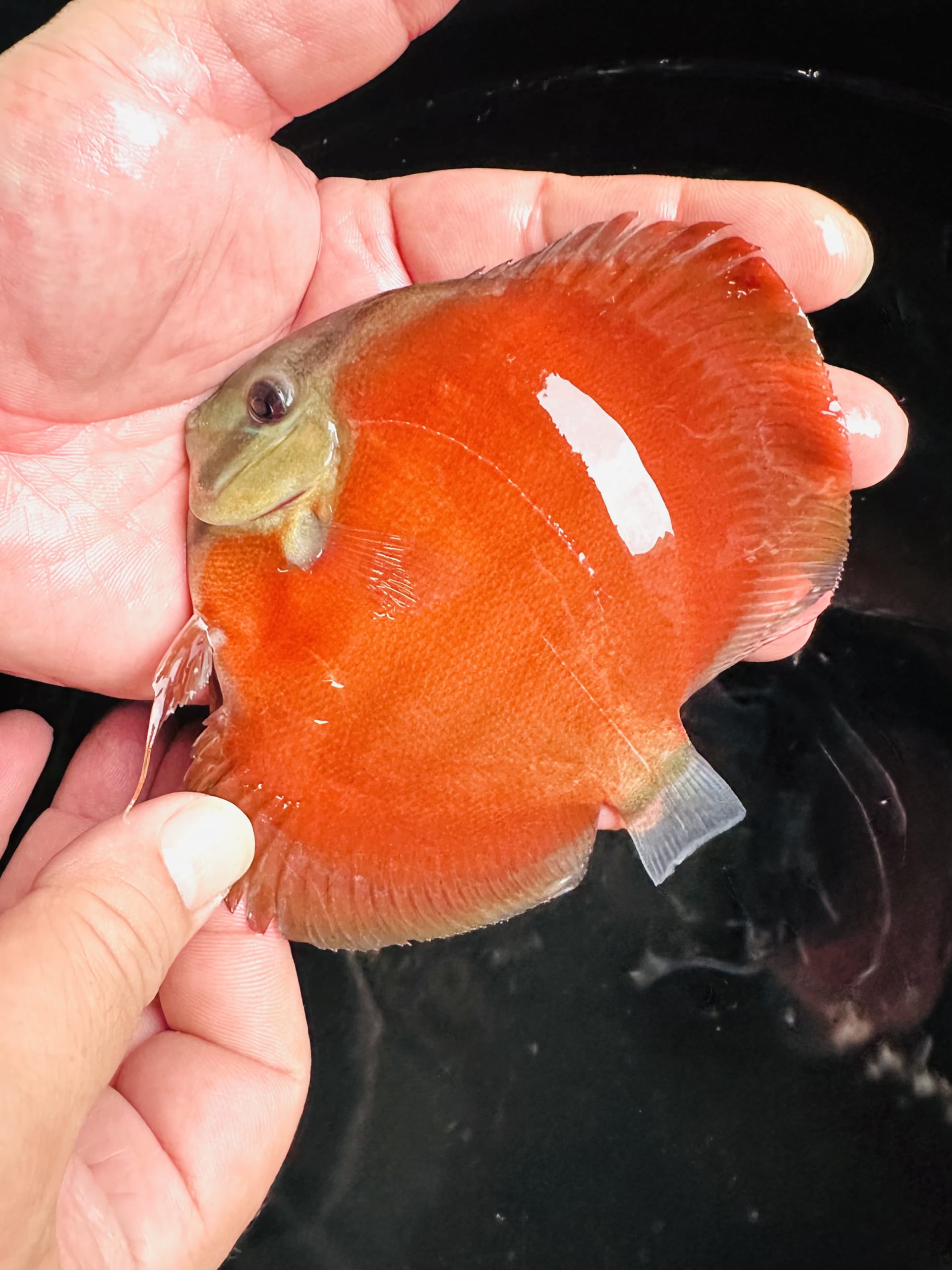 Super San Merah 7/8cm BO - OzDiscus