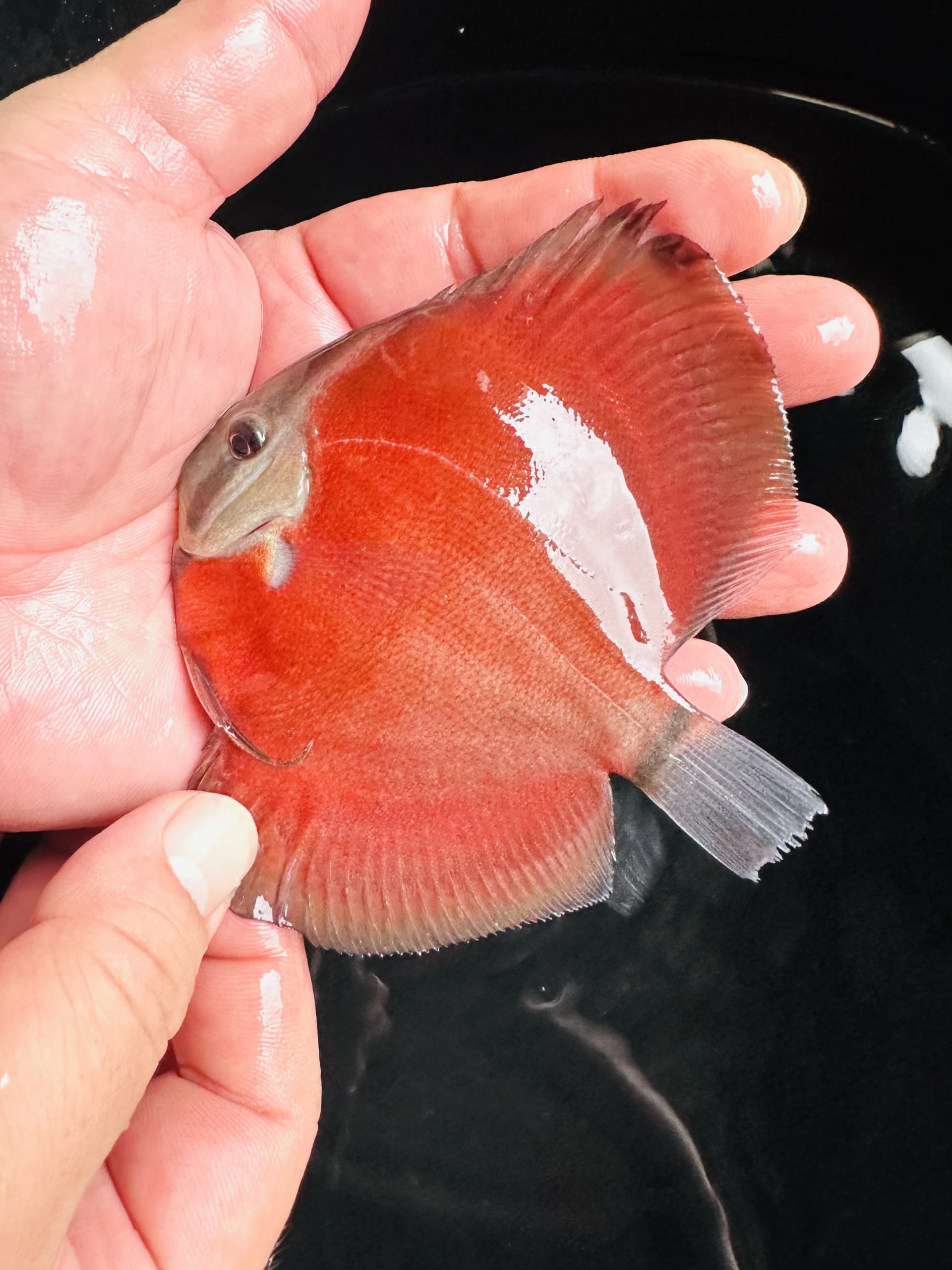 Super San Merah 7/8cm BO - OzDiscus