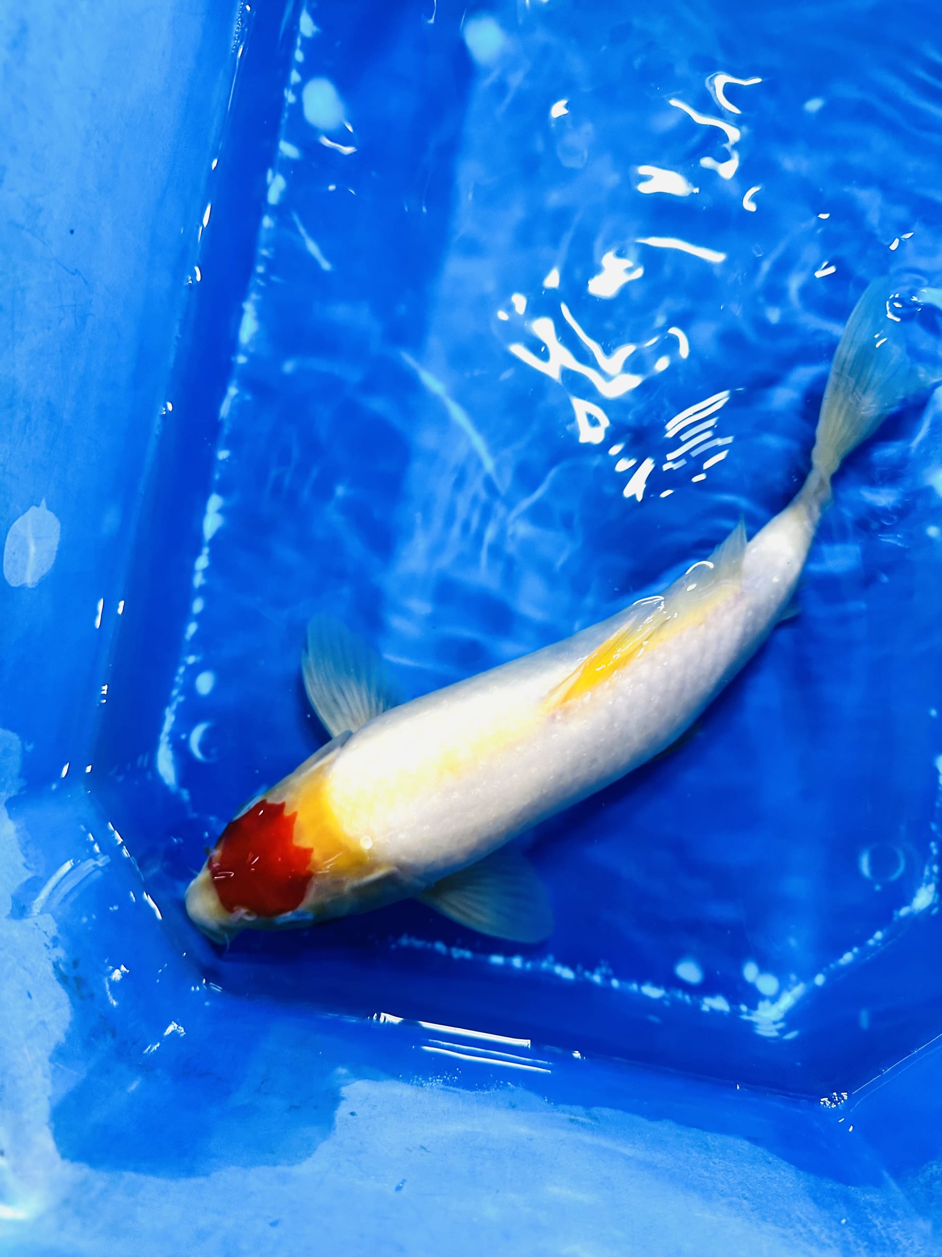 Tancho KOI 33cm - OzDiscus