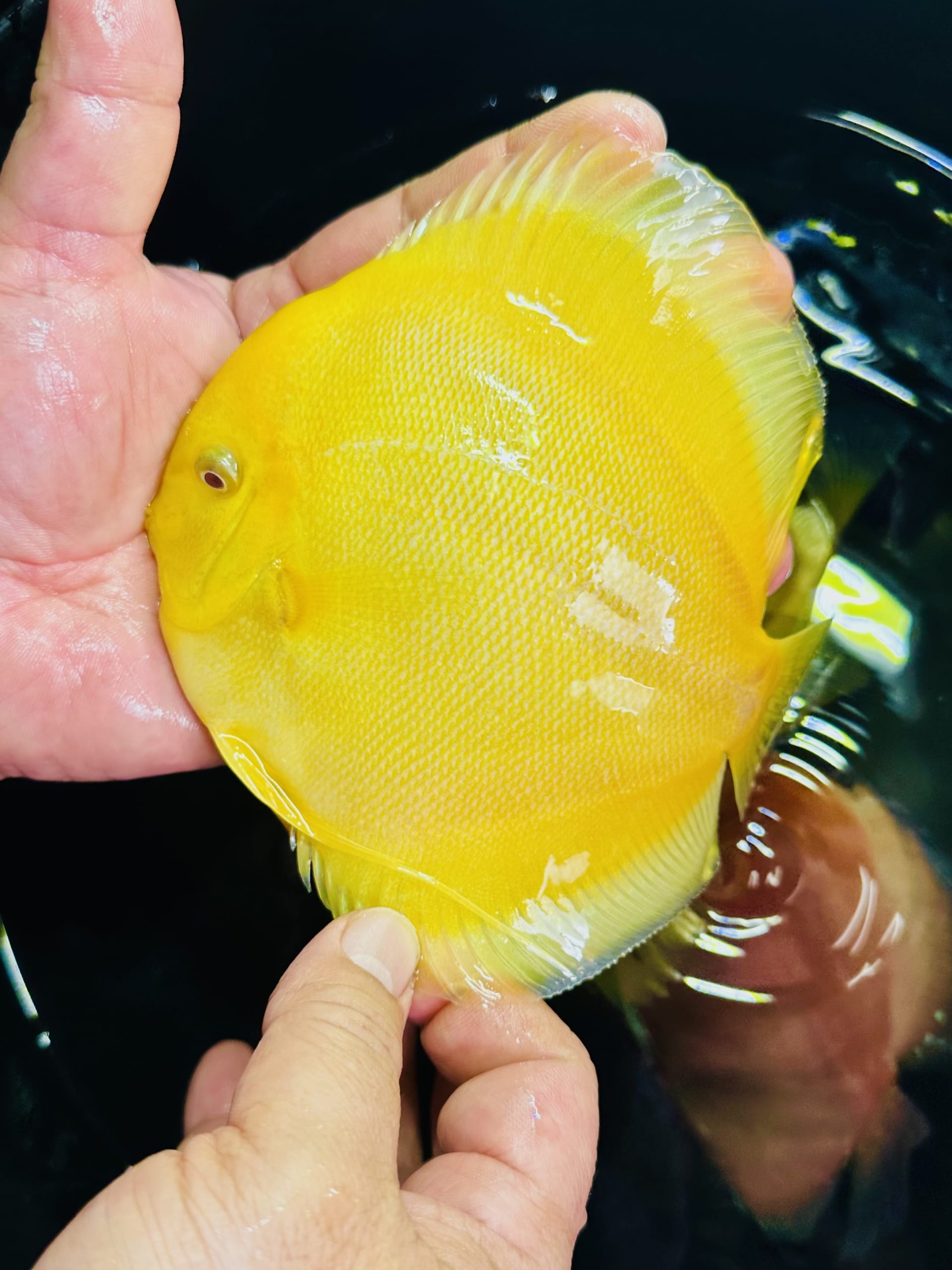 Shop All Discus - OzDiscus