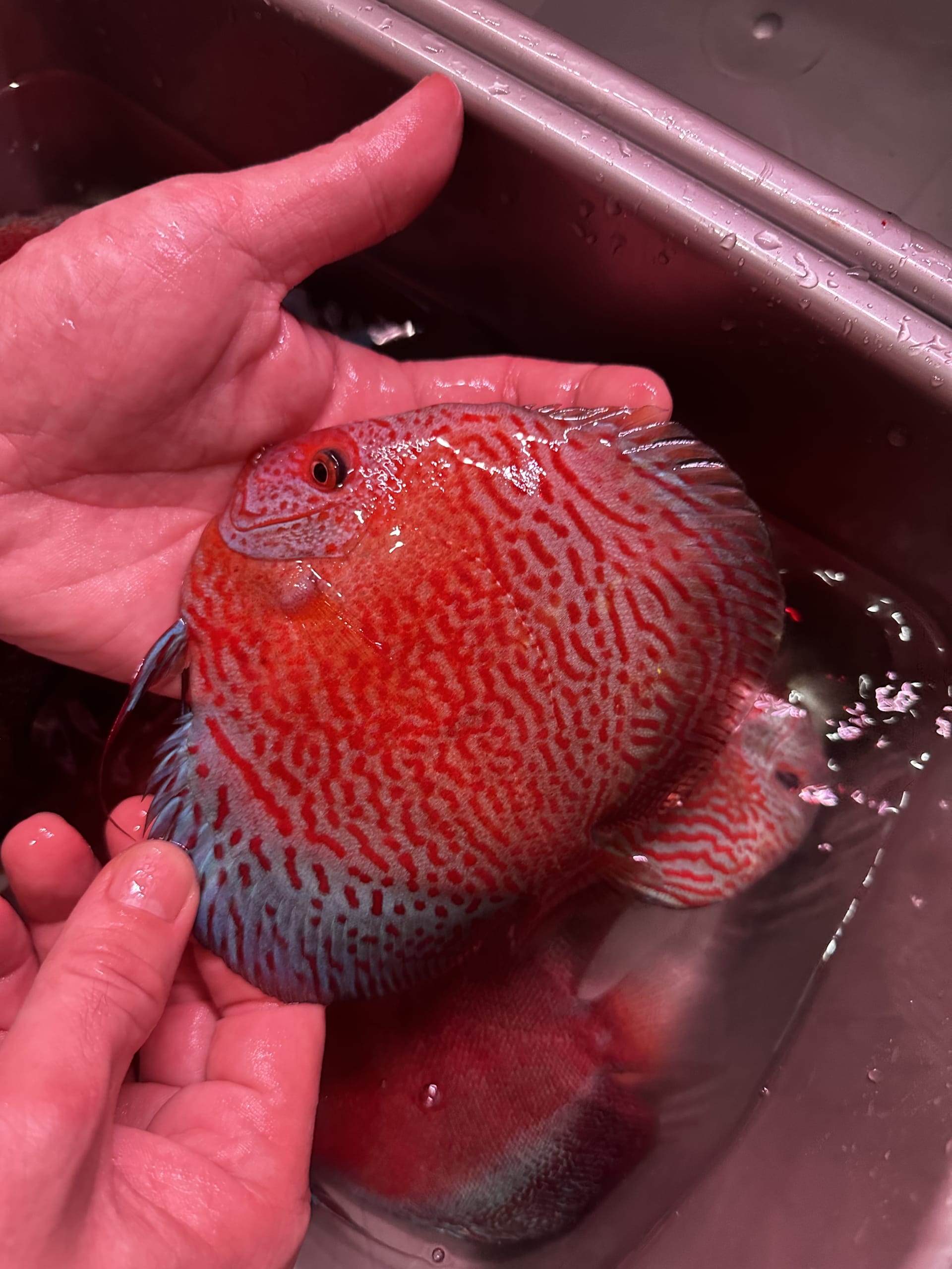 Shop All Discus - OzDiscus