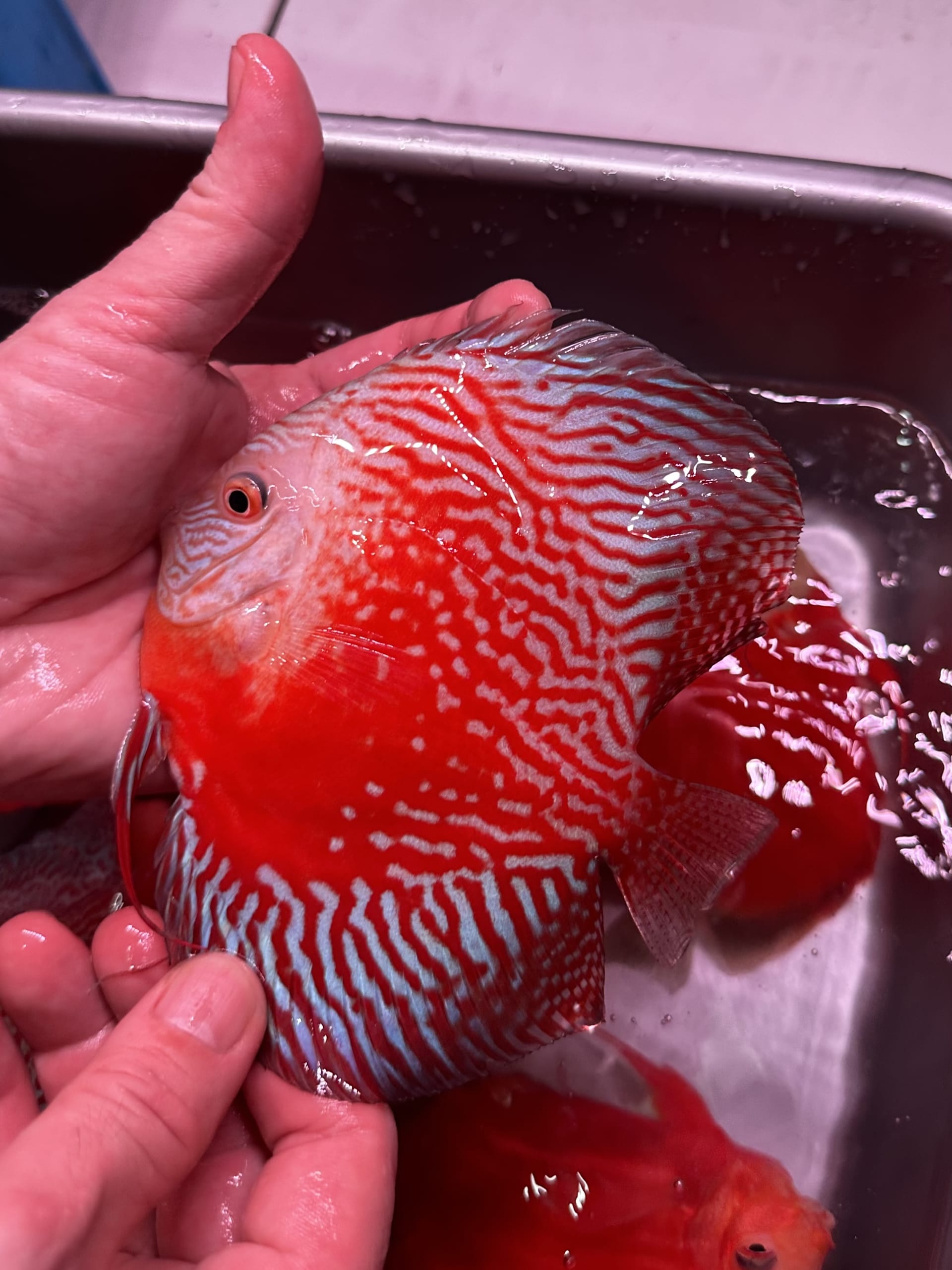 Stardust 12/13cm BO (Snow Genetic) - OzDiscus