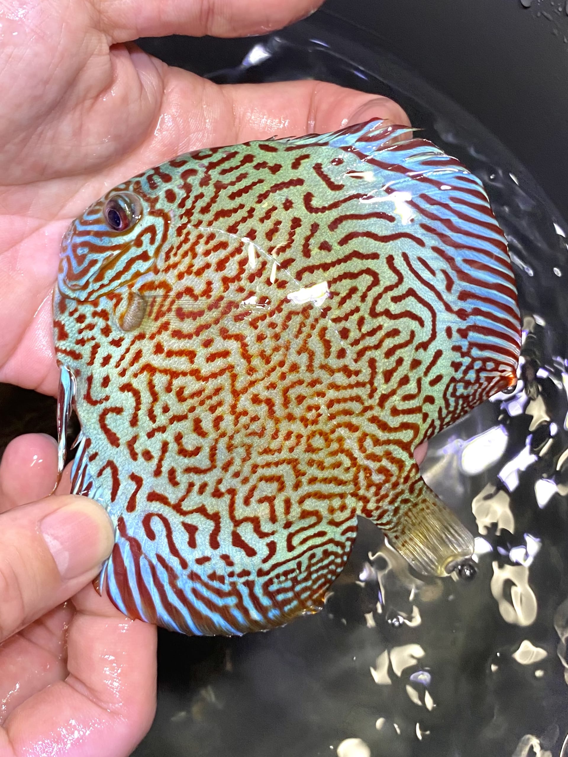 King Viper 11/12cm BO - OzDiscus