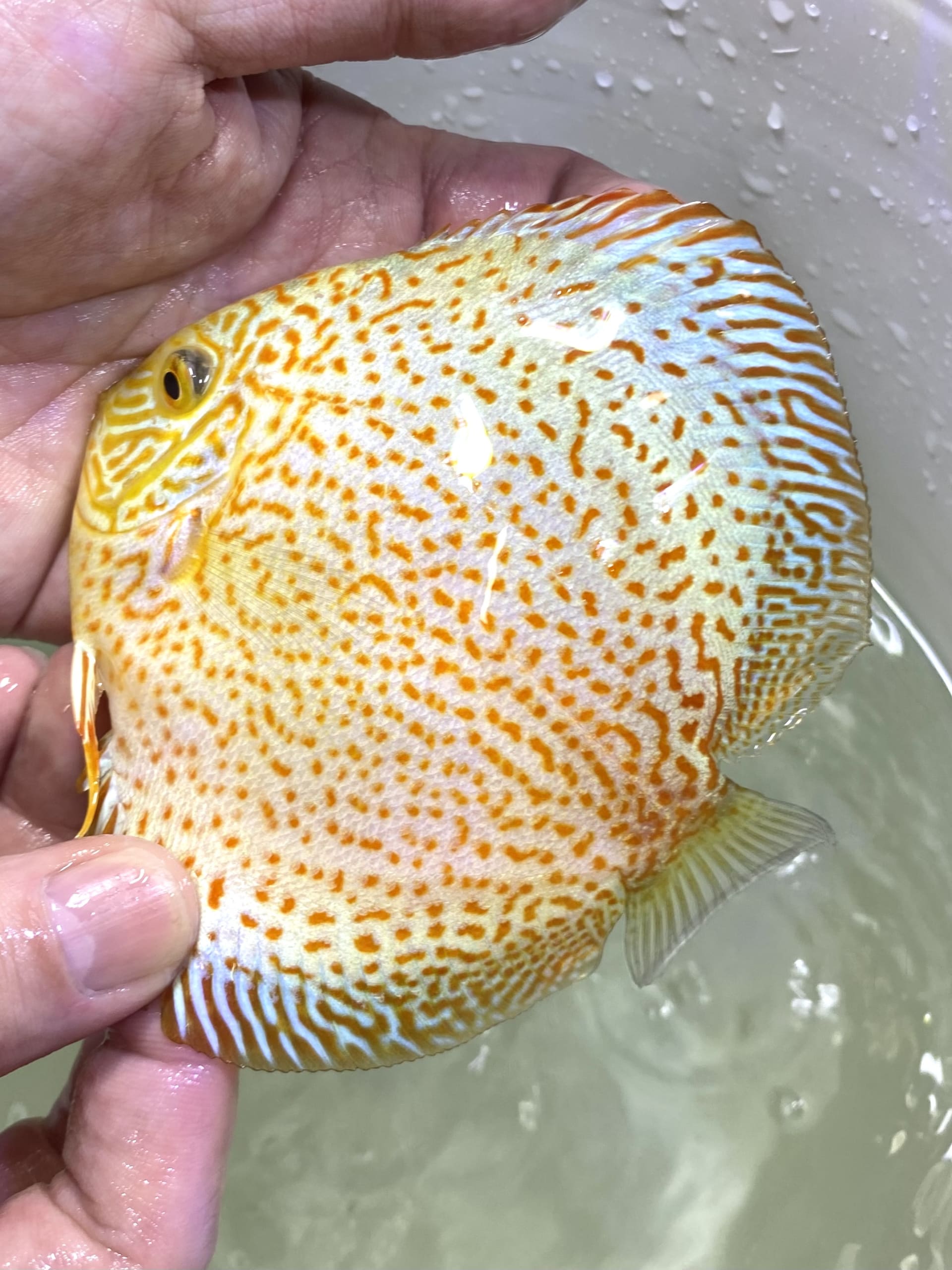 Exclusives - OzDiscus