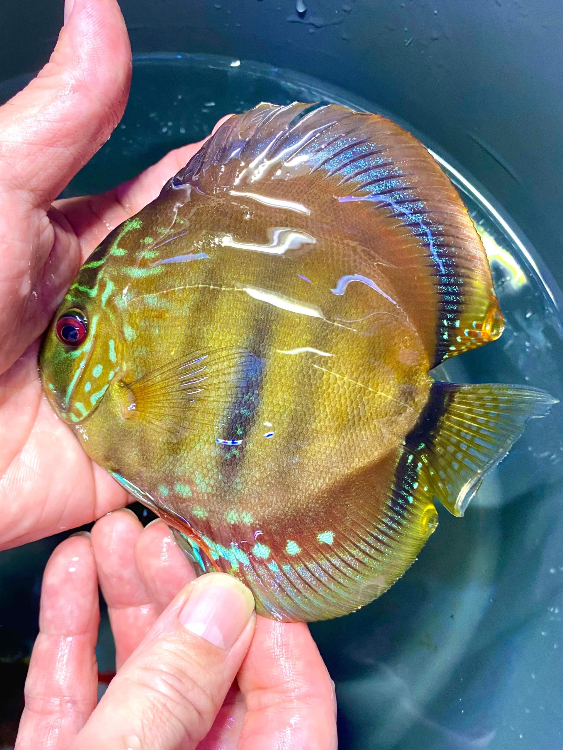 Red ICA 11-12.5cm BO - OzDiscus