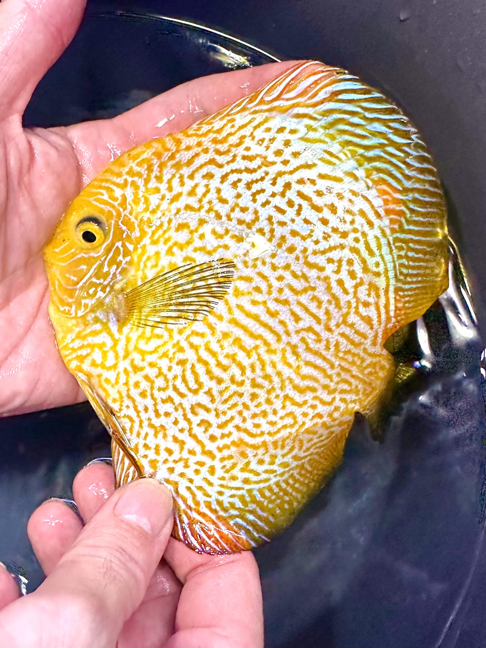 Yellow Pigeon Snakeskin Pair - OzDiscus