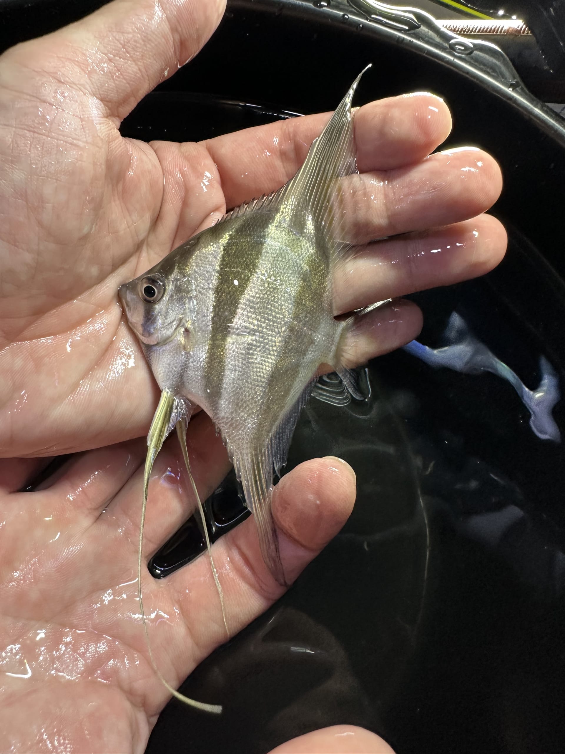 Wild Altum Angel 14-16cm tall. 10-11cm head to tail (San Fillipe ...