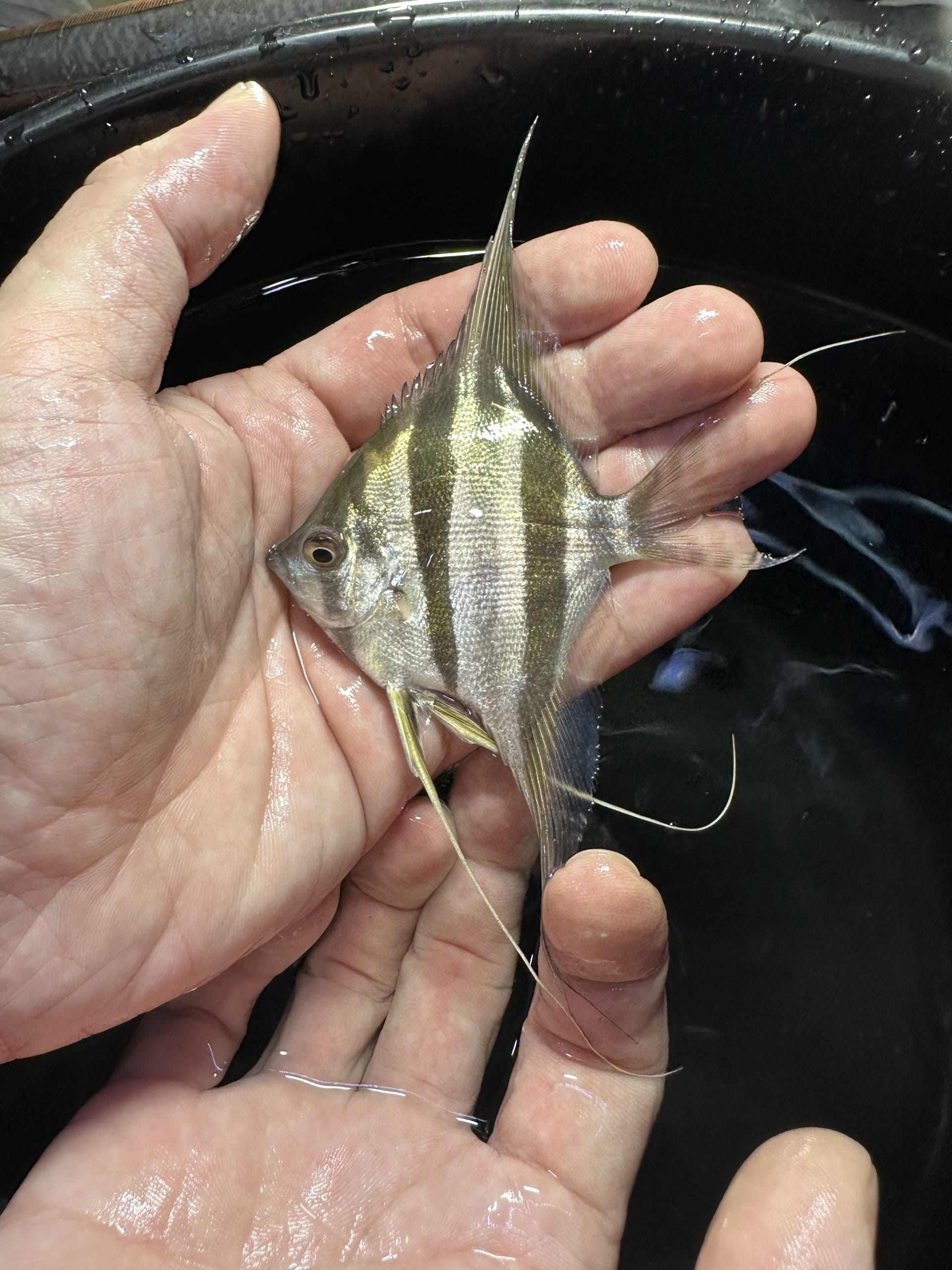 Wild Altum Angel 14-16cm tall. 10-11cm head to tail (San Fillipe ...