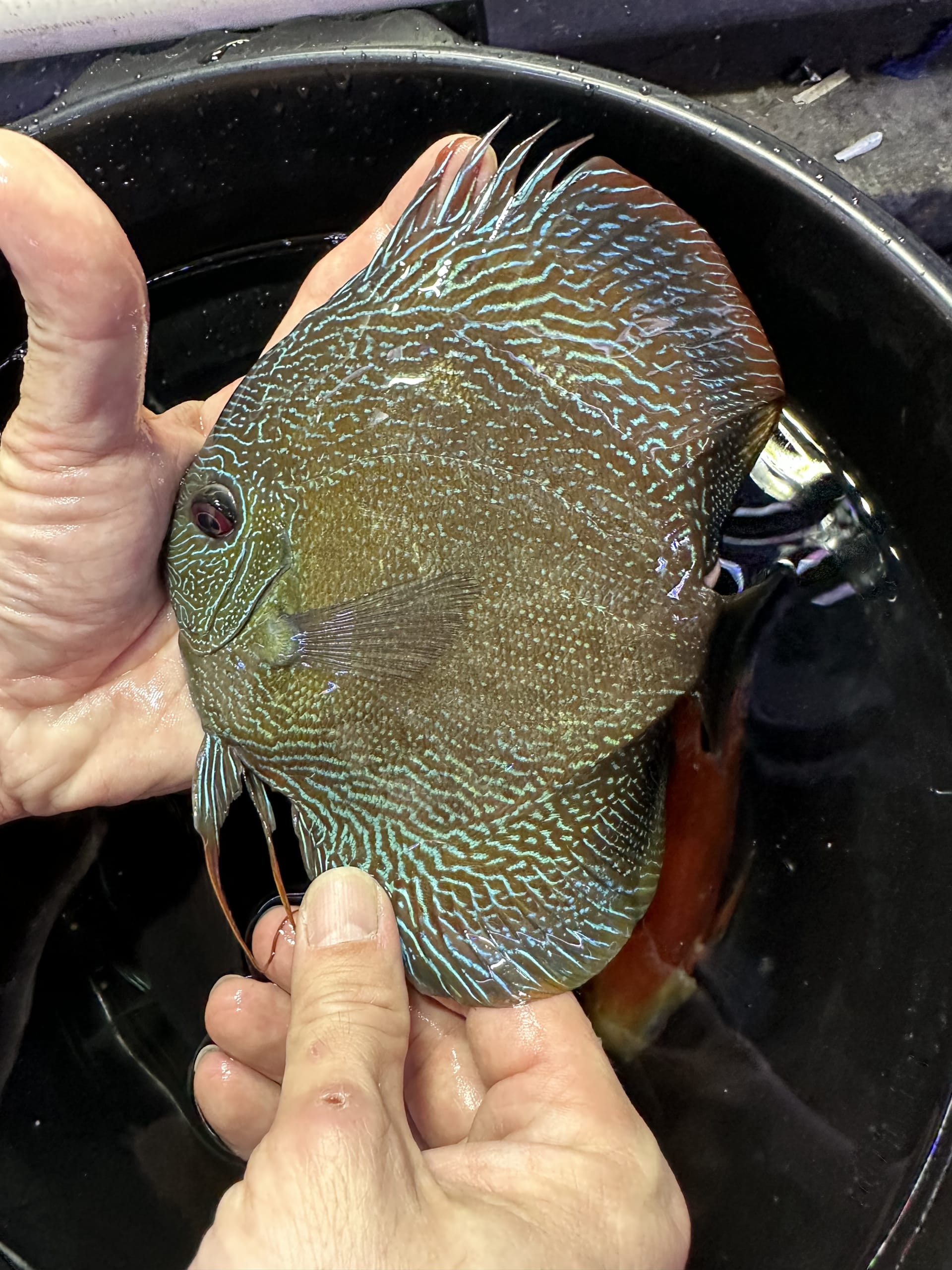 Flora Snakeskin 12/13cm BO - OzDiscus