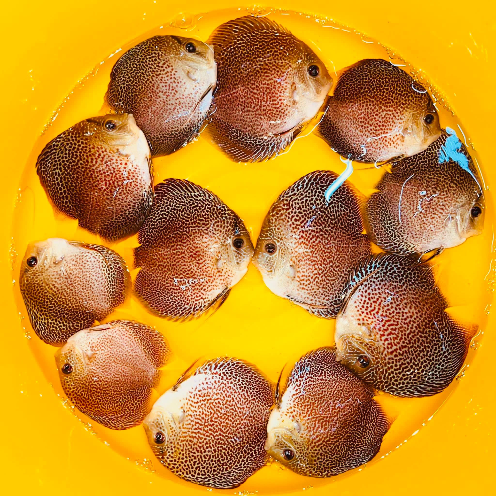 Shop All Discus - OzDiscus