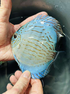 Discus Farms - OzDiscus