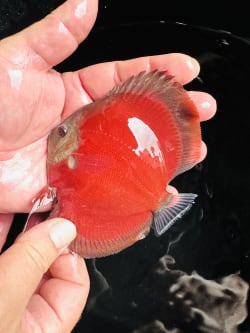 New Release Discus - OzDiscus