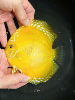 Premium Pet Fish Imports - OzDiscus