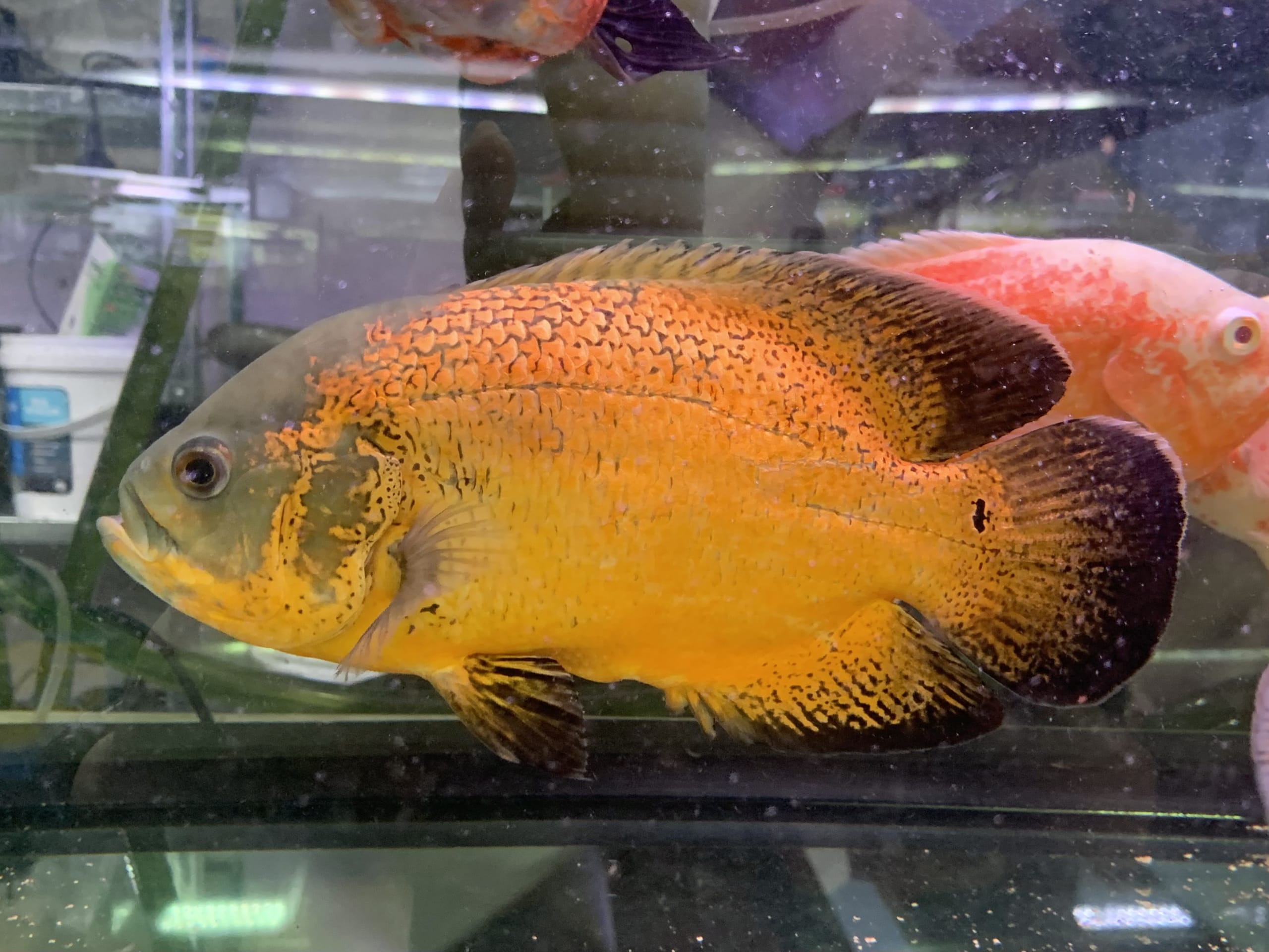 Copper Oscars 15/16cm - OzDiscus