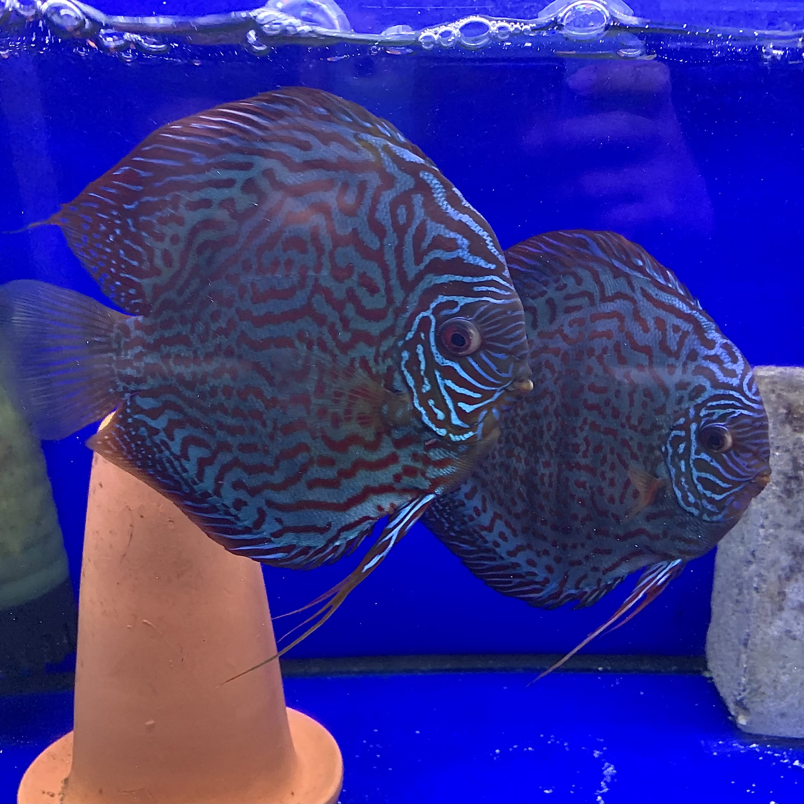 Mosaic Leopard Pair - OzDiscus