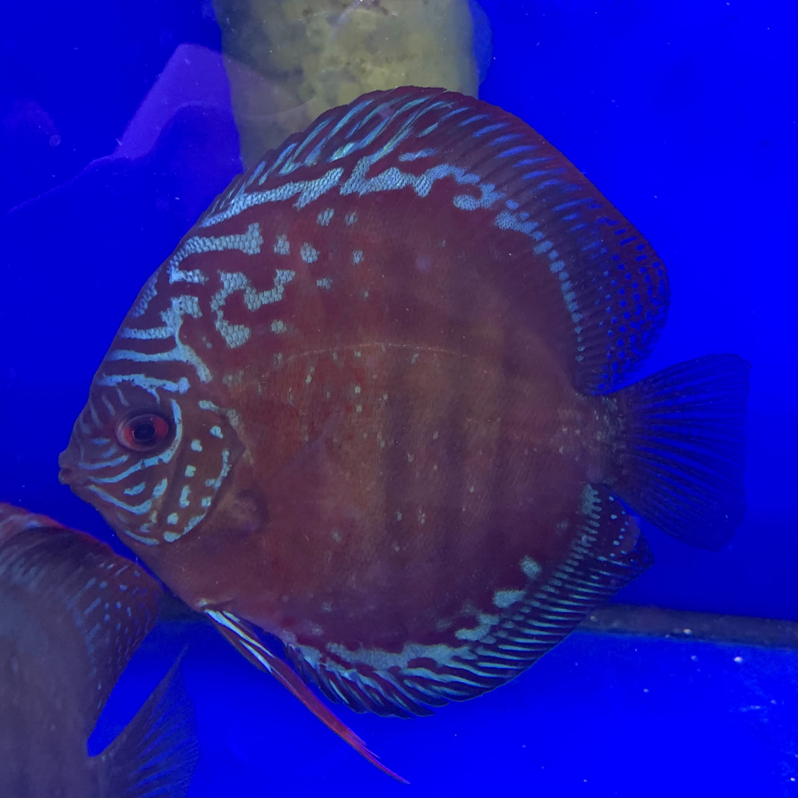 Red Alenquer Pair - OzDiscus
